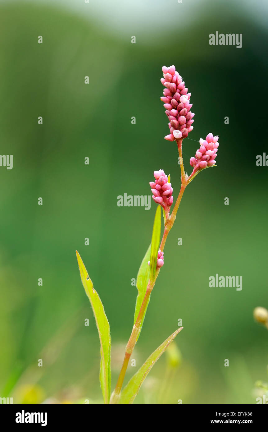 closeup of a Redshank plant Stock Photo - Alamy
