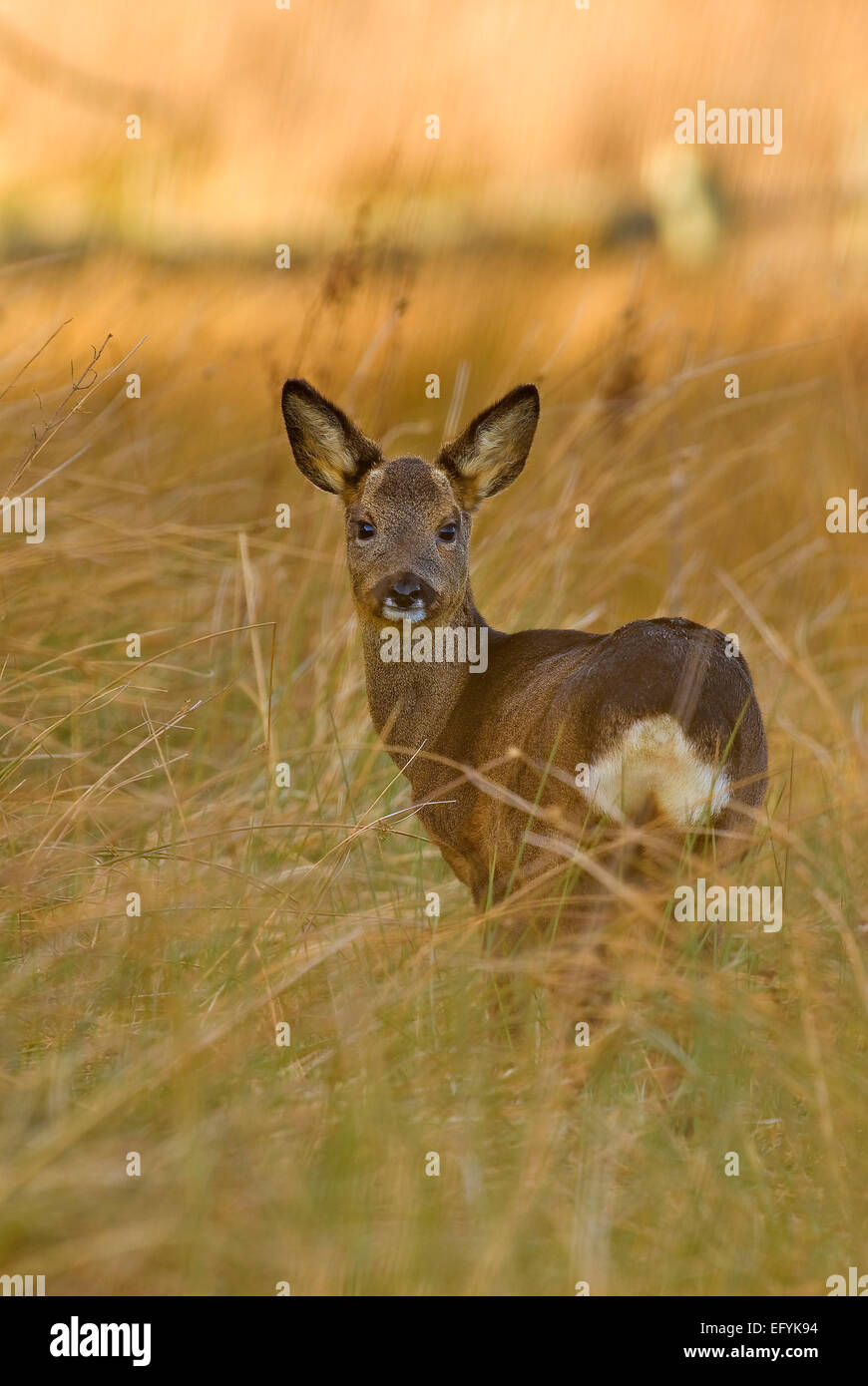 Deer Looking Back High Resolution Stock Photography and Images - Alamy