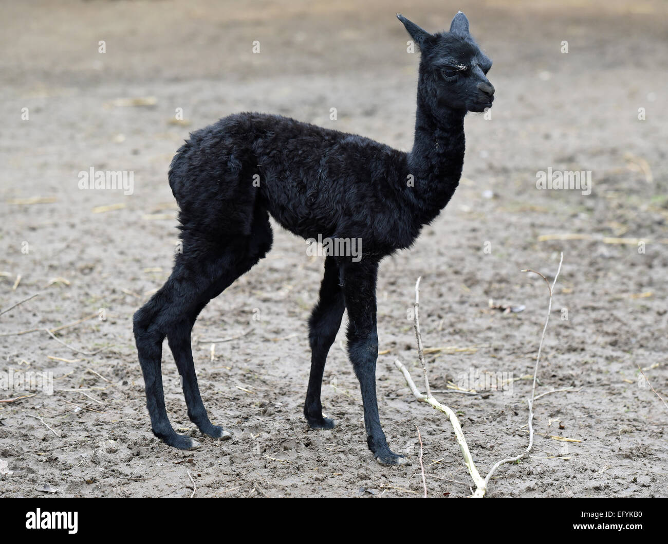 Krefeld, Germany. 11th Feb, 2015. A male alpaca foal stands in his ...