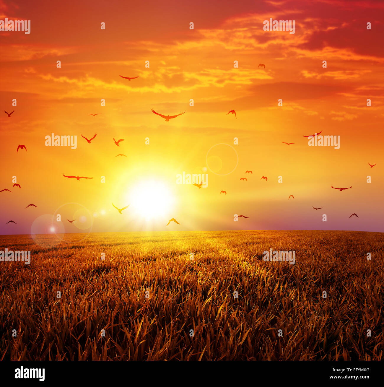 Warm sunset on the wild meadow. Intense sun setting down on a peaceful ...