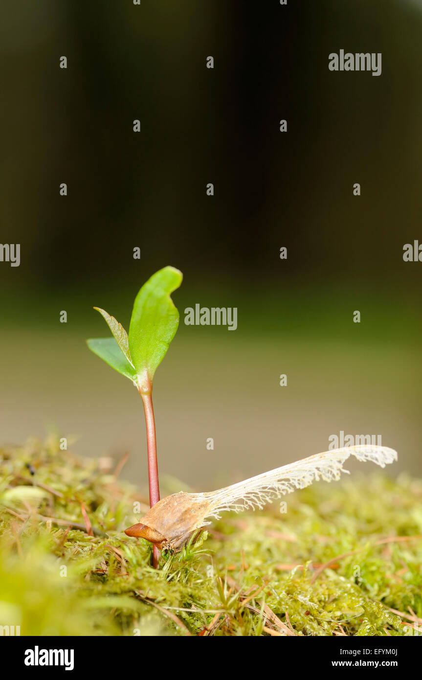 Sycamore seed hi-res stock photography and images - Alamy