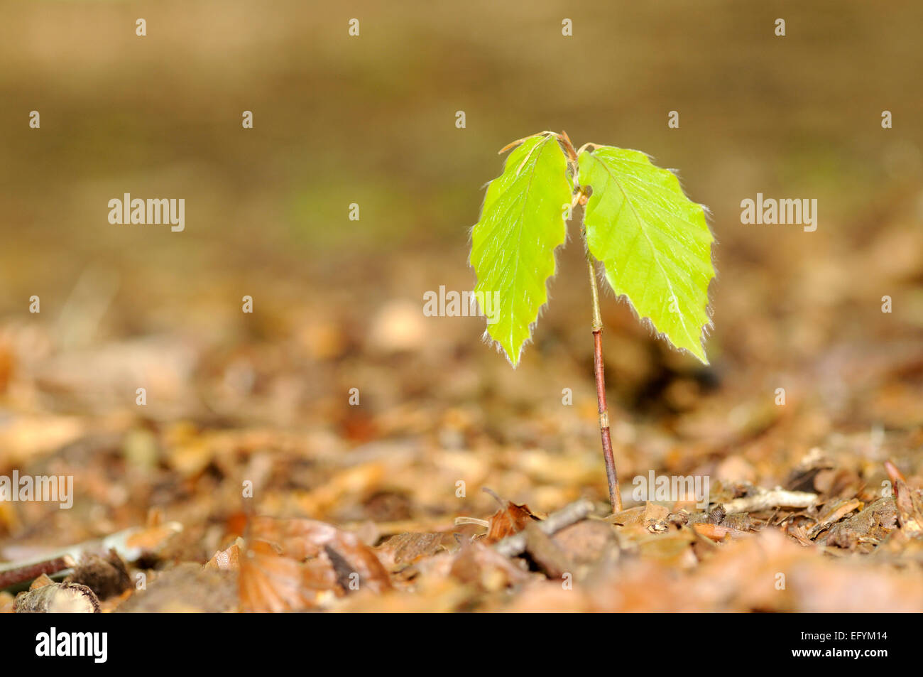 A beech tree sapling growing on the woodland floor Stock Photo - Alamy