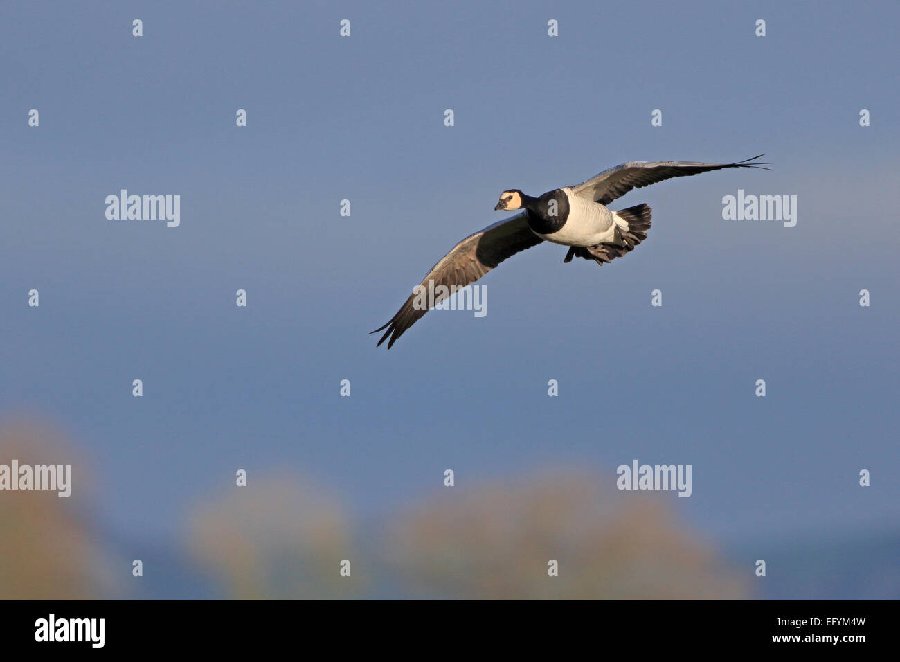 Barnacle geese flying caerlaverock wwt hi-res stock photography and ...