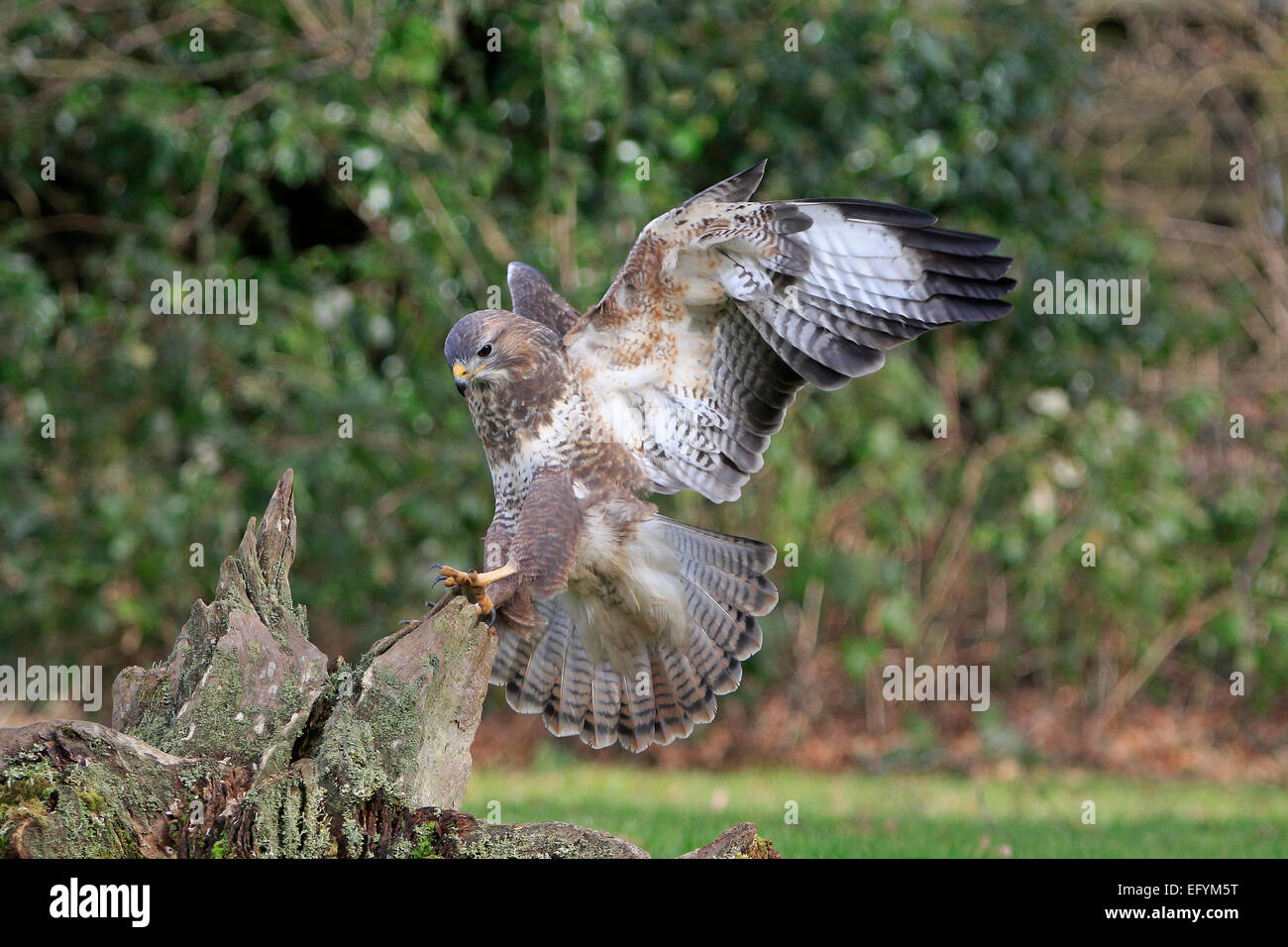 Log landing hi-res stock photography and images - Alamy