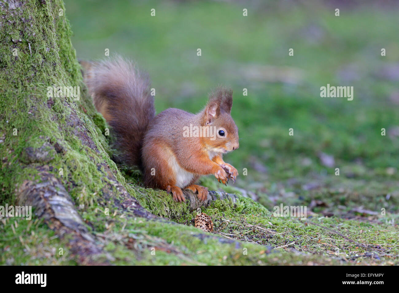 Red Squirrel at the base of a tree Stock Photo - Alamy