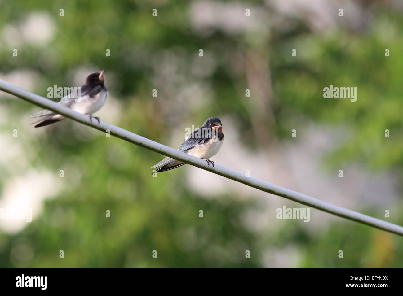 barn swallow ( hirundo rustica ) standing on electric wire Stock Photo ...
