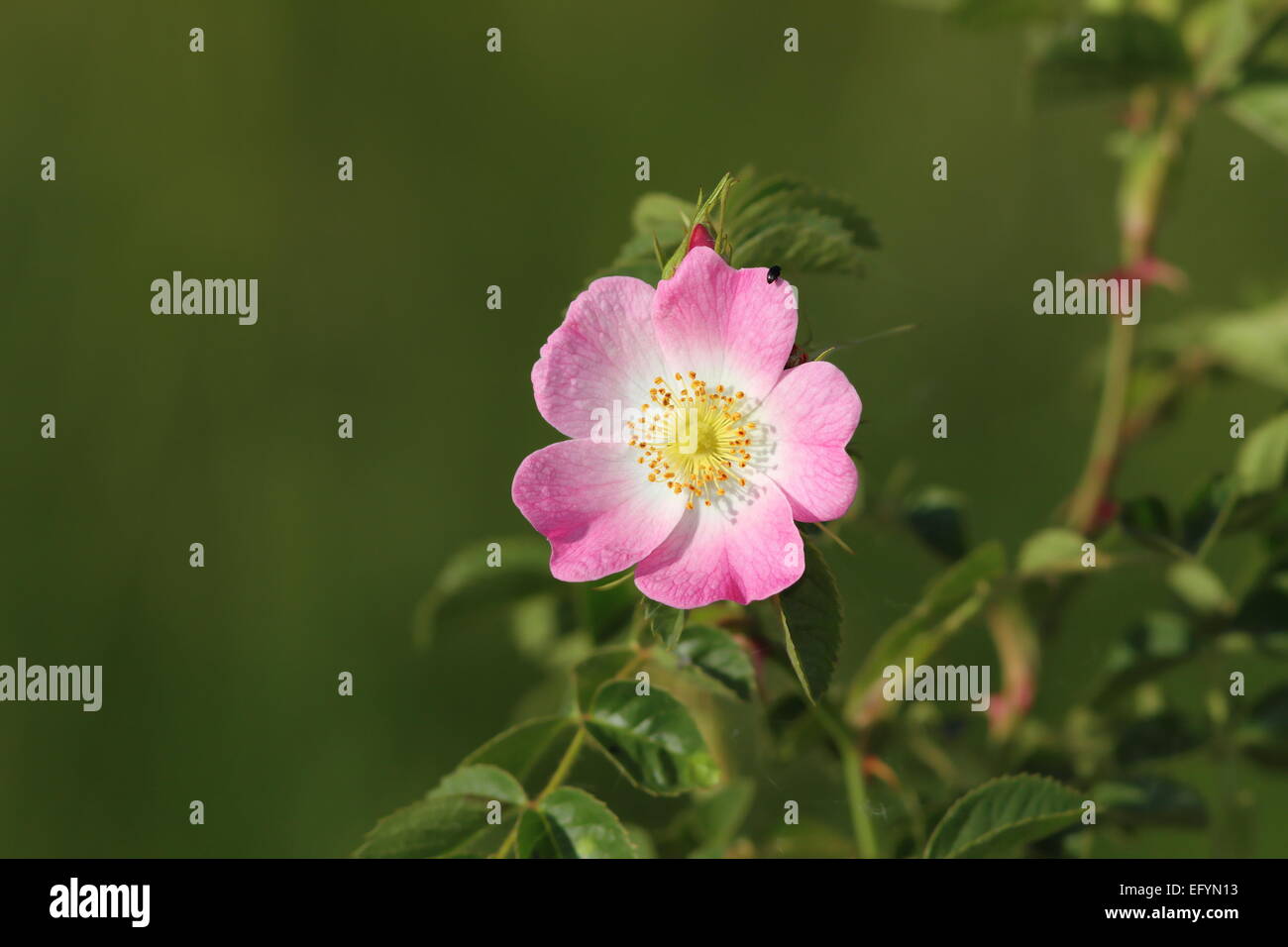dog rose ( Rosa canina ) wild flower, detail Stock Photo - Alamy