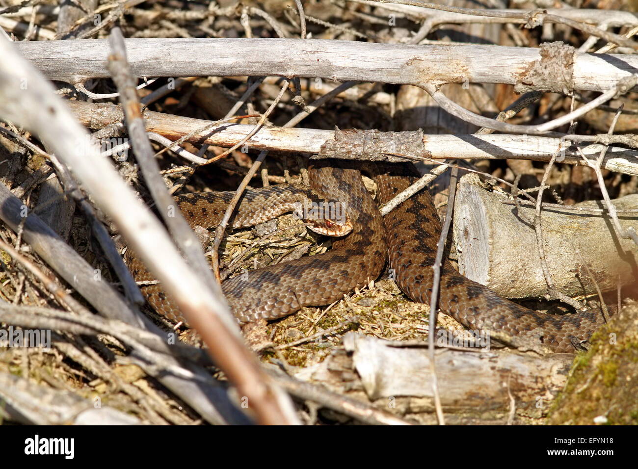 Female adder hi-res stock photography and images - Alamy