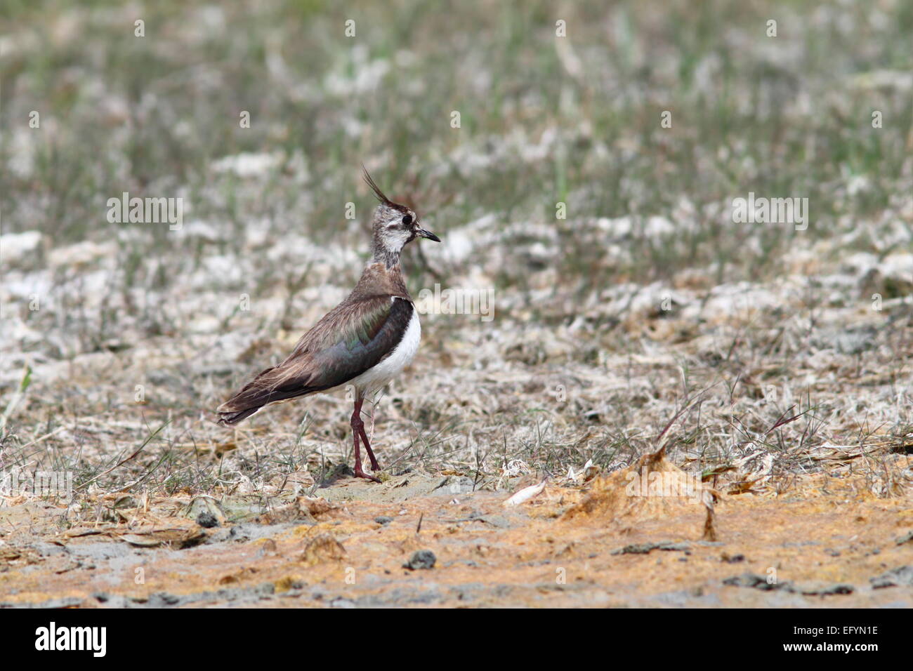 Lapwing iridescent plumage hi-res stock photography and images - Alamy