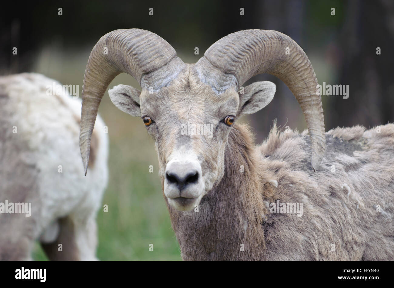 Bighorn Sheep, or Mountain Sheep at Radium B.C. Canada Stock Photo - Alamy