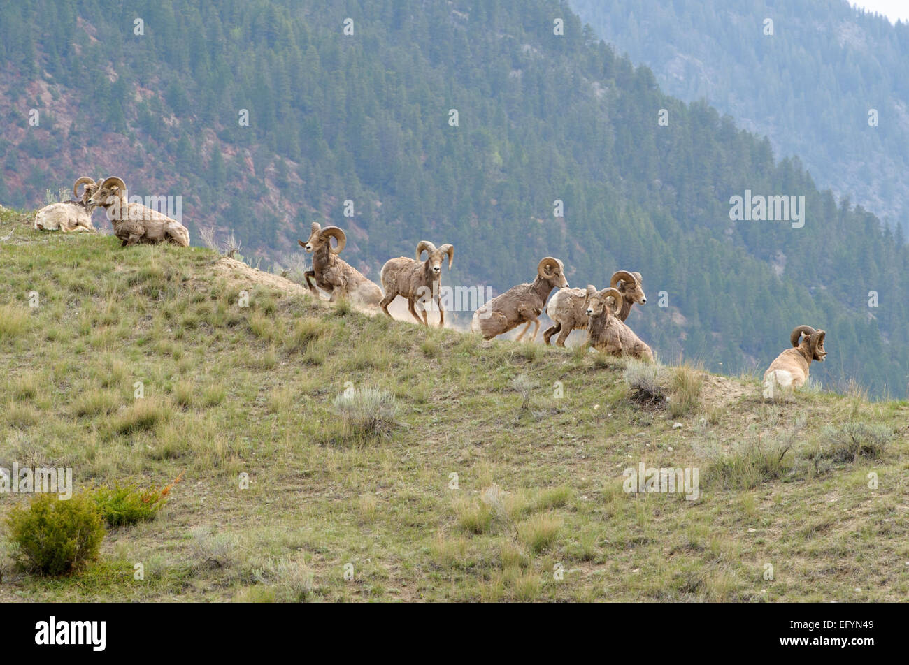 Bighorn Sheep, or Mountain Sheep at Radium B.C. Canada Stock Photo - Alamy