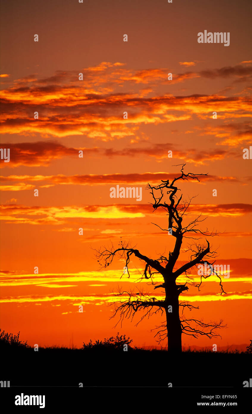 A dead tree in front of an orange sunset Stock Photo - Alamy