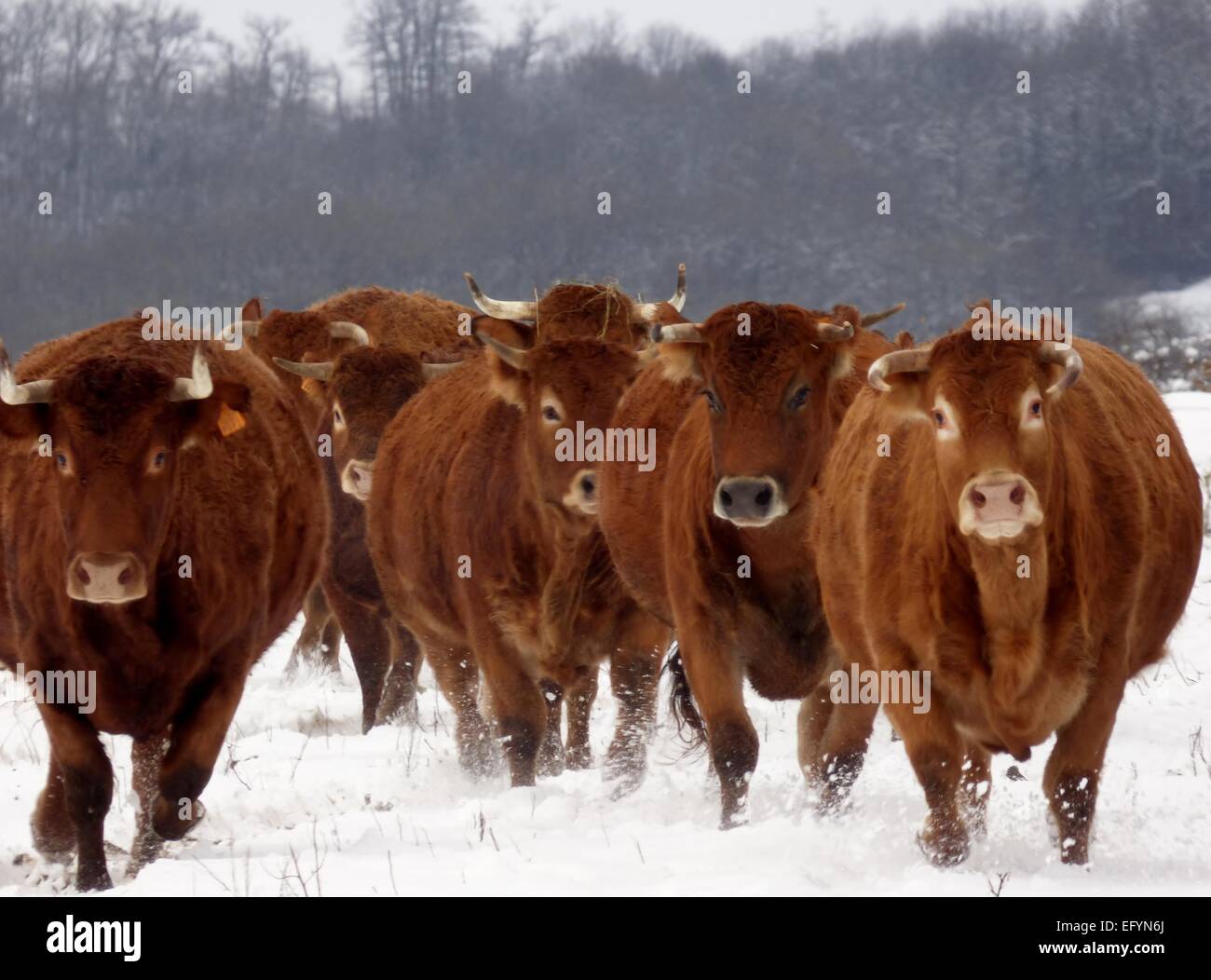 Dairy Cows Snow
