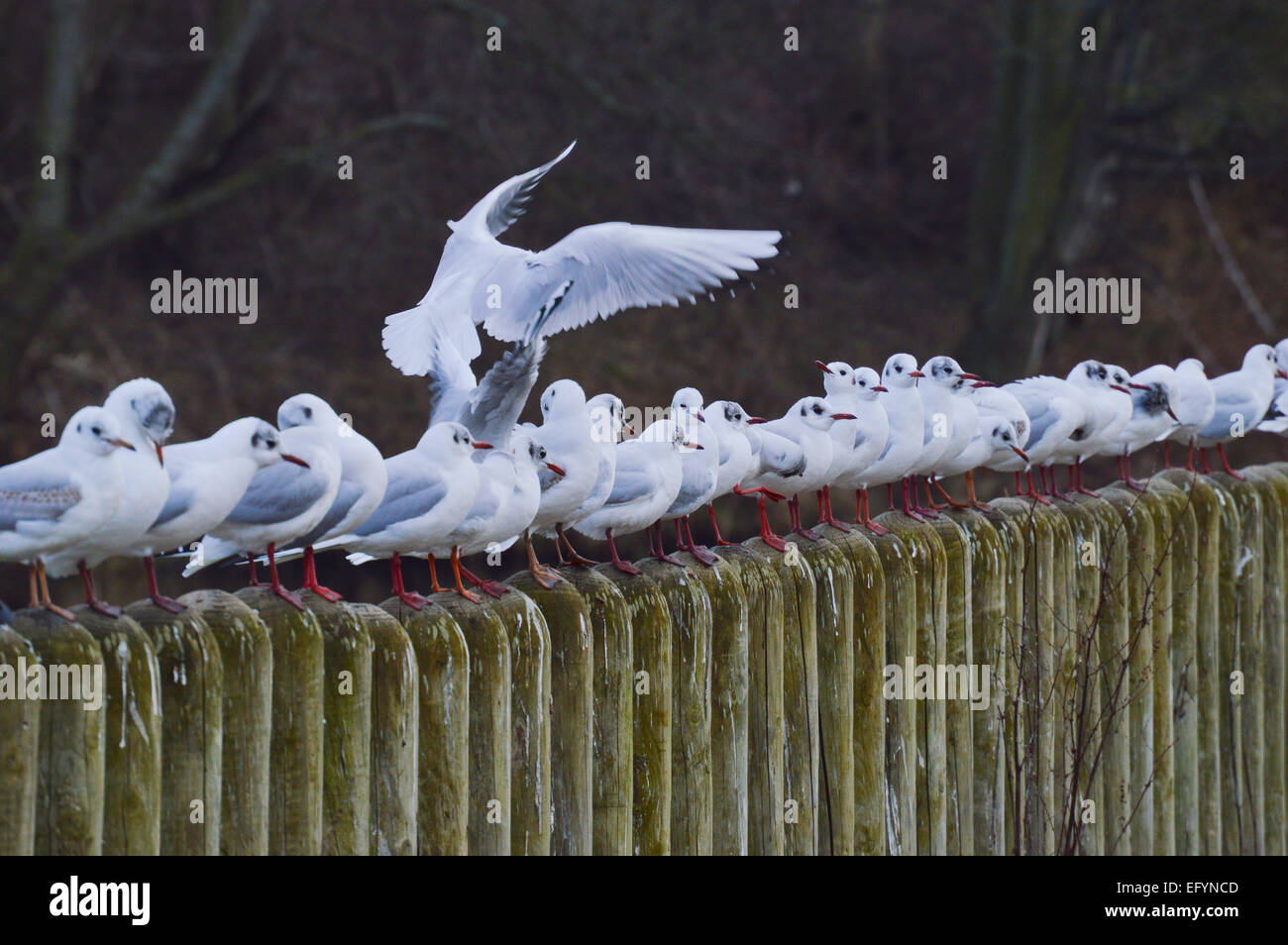 Black Headed gulls in their winter plumage, fighting for a post ...