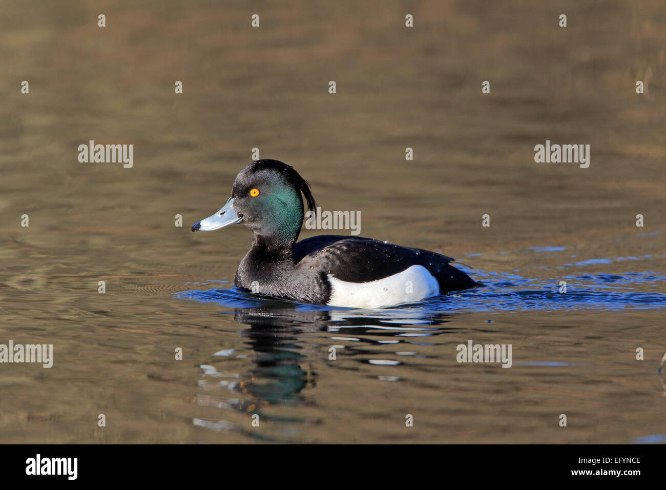 Male Tufted Duck showing Tuft Stock Photo - Alamy