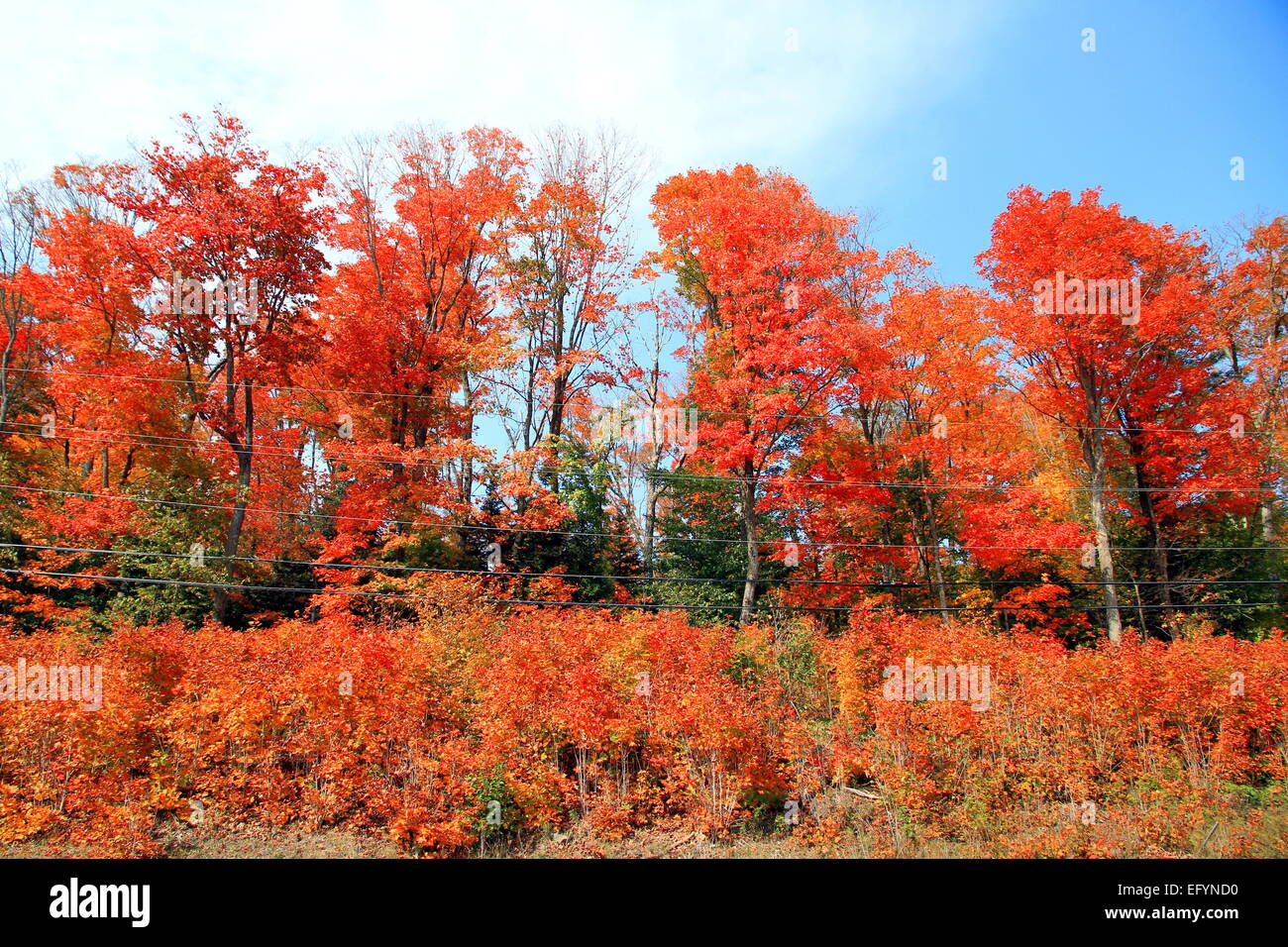 Burning red trees in Ontario, Canada Stock Photo - Alamy