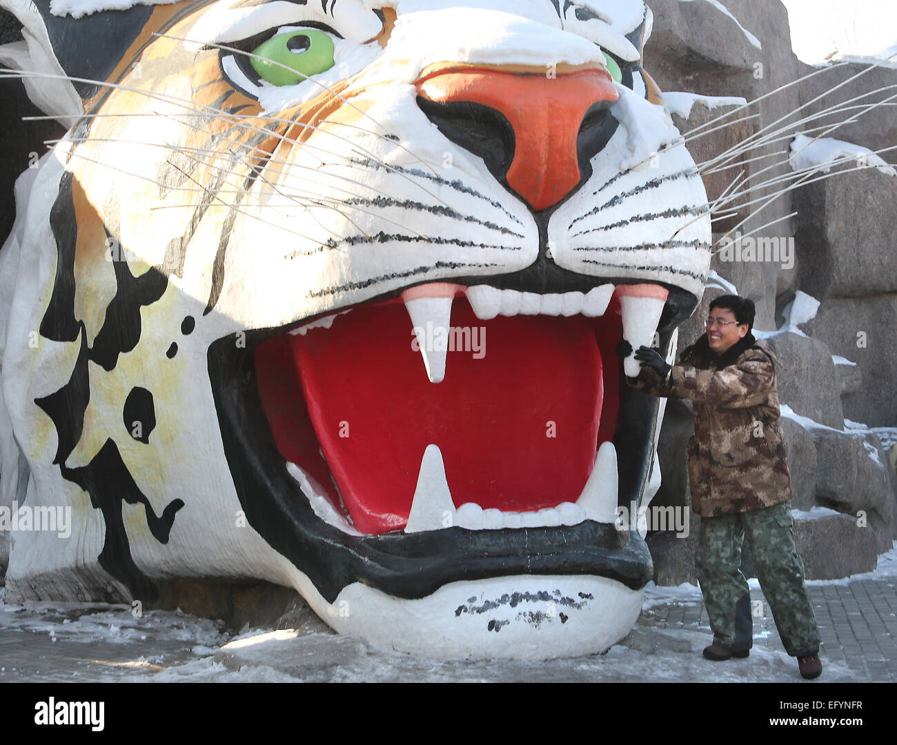 Tiger siberian sheep hi-res stock photography and images - Alamy