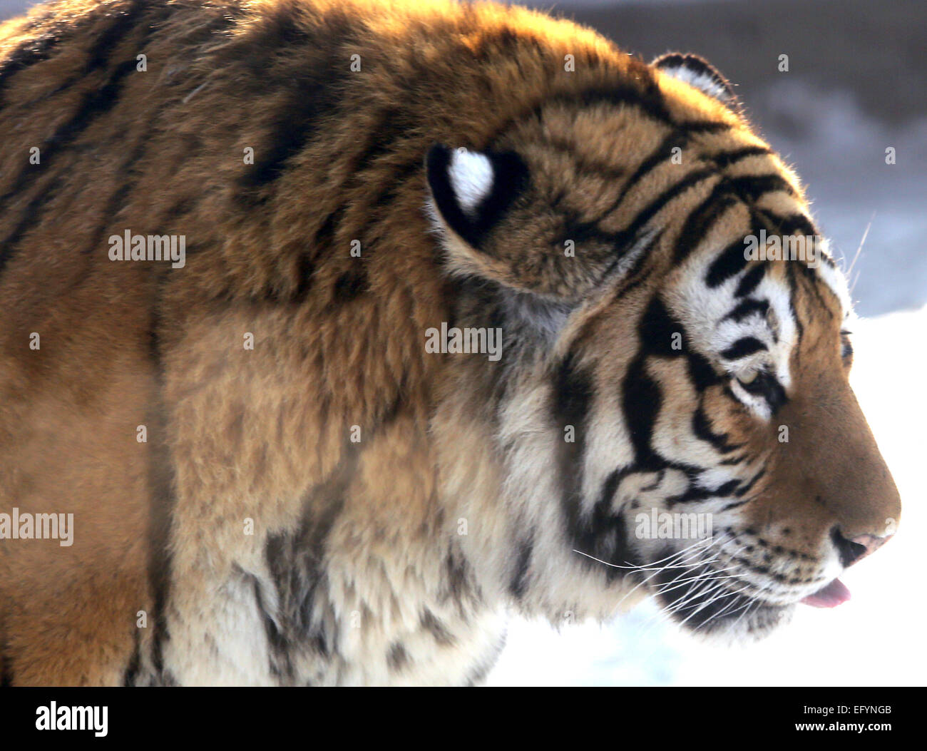 Tiger siberian sheep hi-res stock photography and images - Alamy