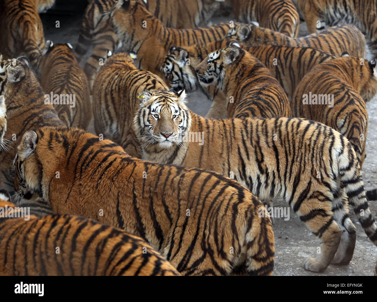 Tiger siberian sheep hi-res stock photography and images - Alamy
