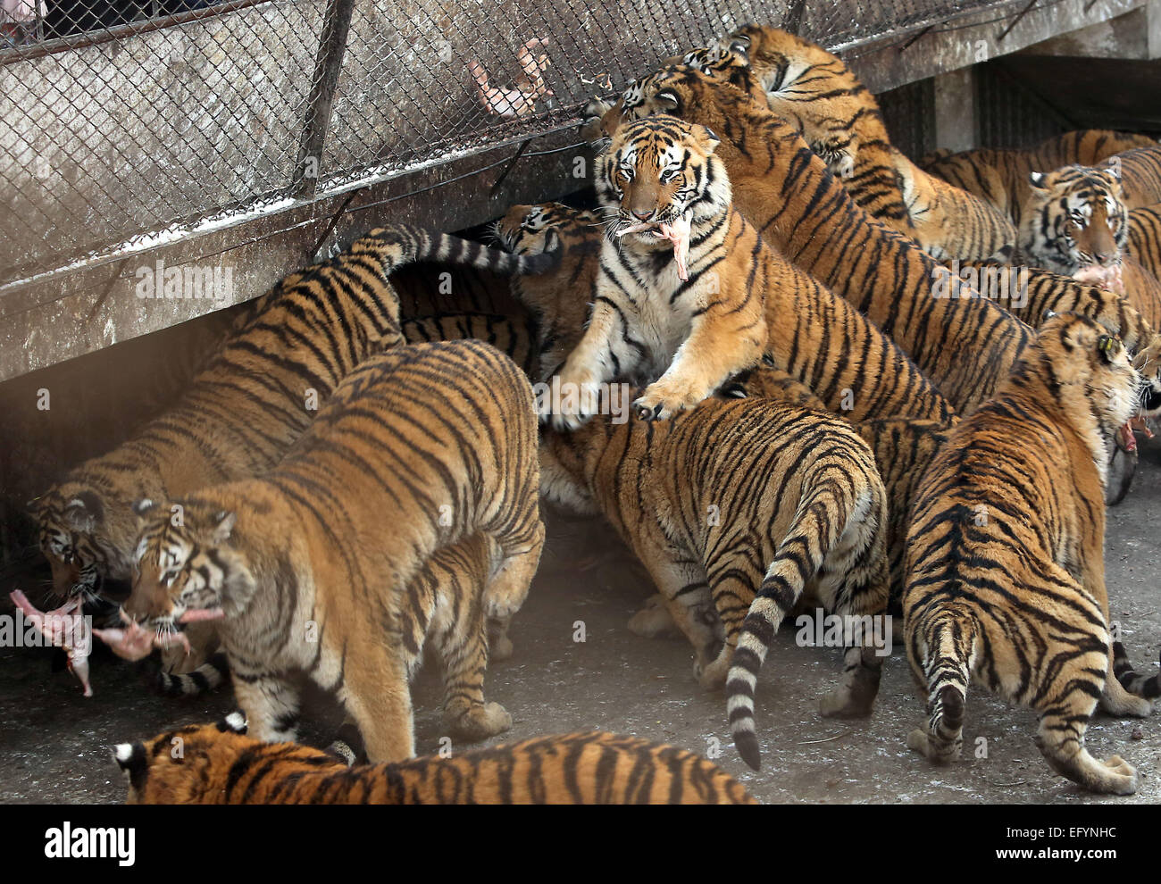 Tiger siberian sheep hi-res stock photography and images - Alamy