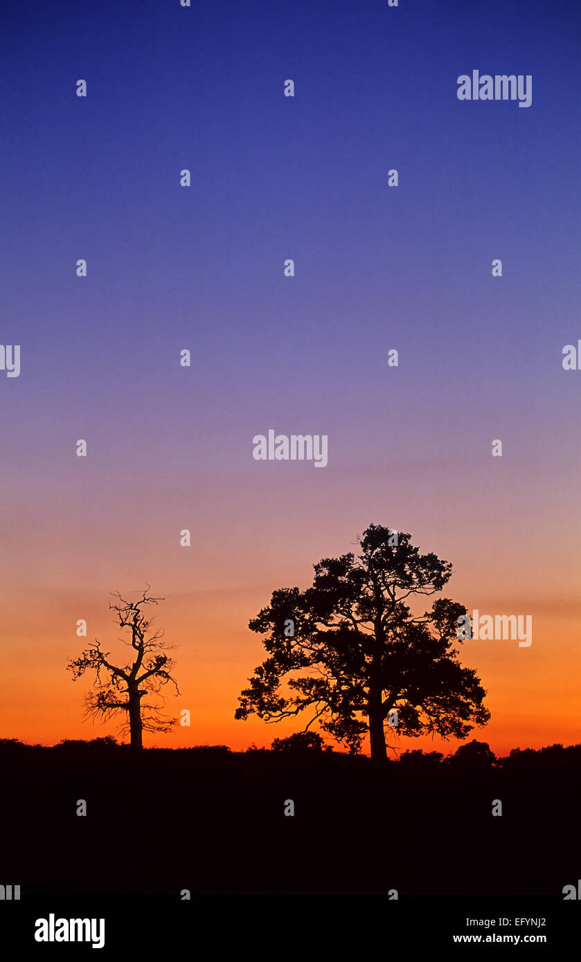 Living and dead trees hi-res stock photography and images - Alamy