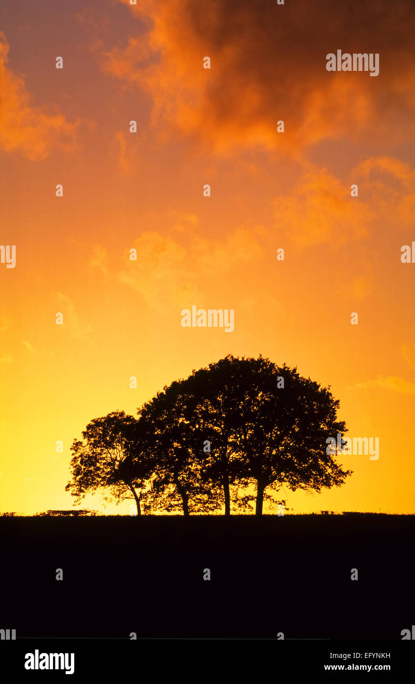 four trees in front of a golden sunset Stock Photo - Alamy