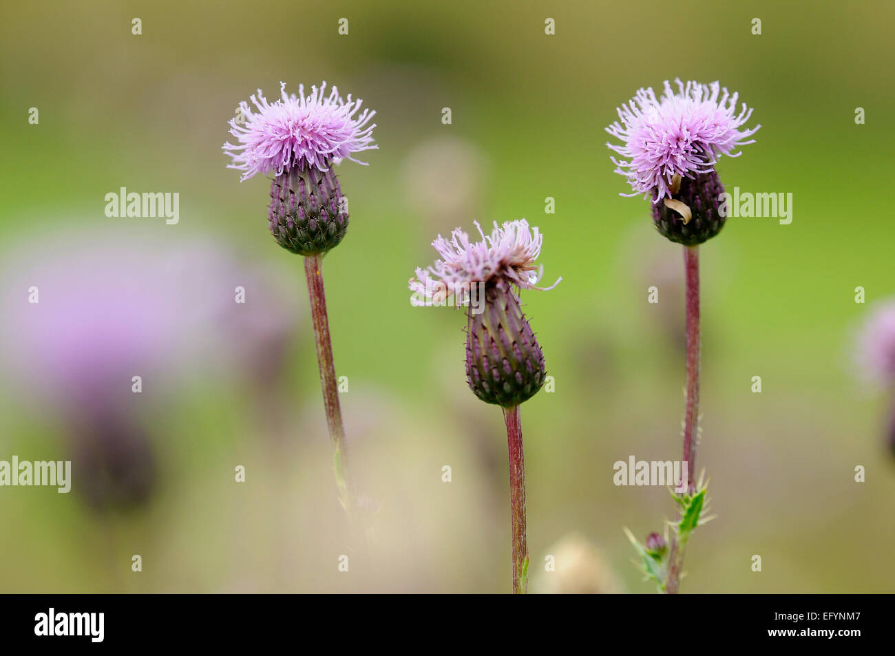 Thistle scotland emblem hi-res stock photography and images - Alamy