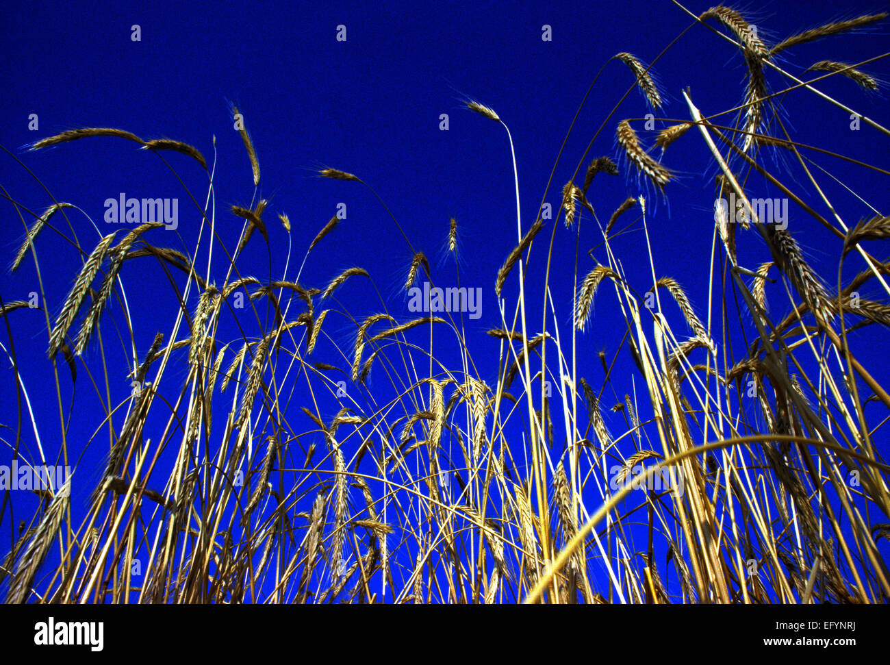 Field of Wheat, Spain. 2000 Stock Photo - Alamy