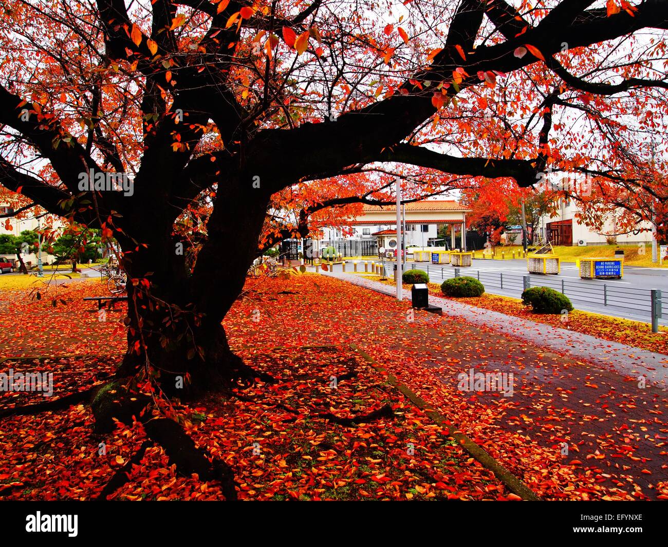 Naval orange tree hi-res stock photography and images - Alamy