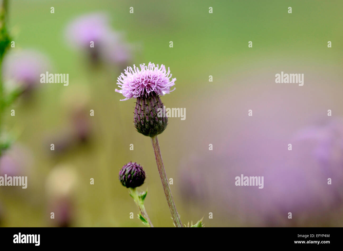 Thistle scotland emblem hi-res stock photography and images - Alamy