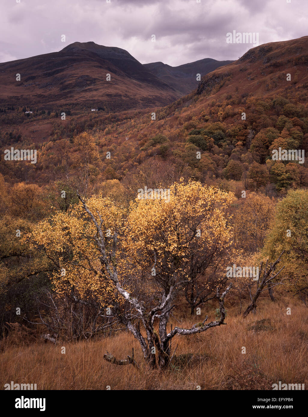 Mamore Lodge viewed from mixed woodland on the hills above Kinlochleven ...