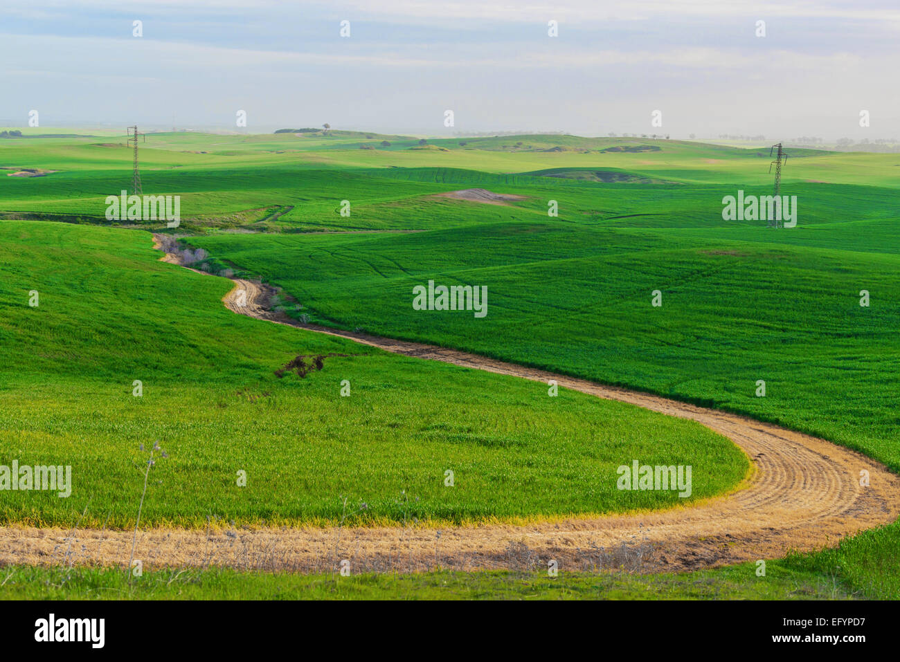 trail through the grassy field in summer day Stock Photo - Alamy