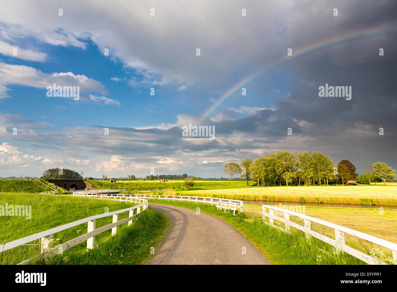 Beautiful Dutch landscape with green pastures, a road with a white ...