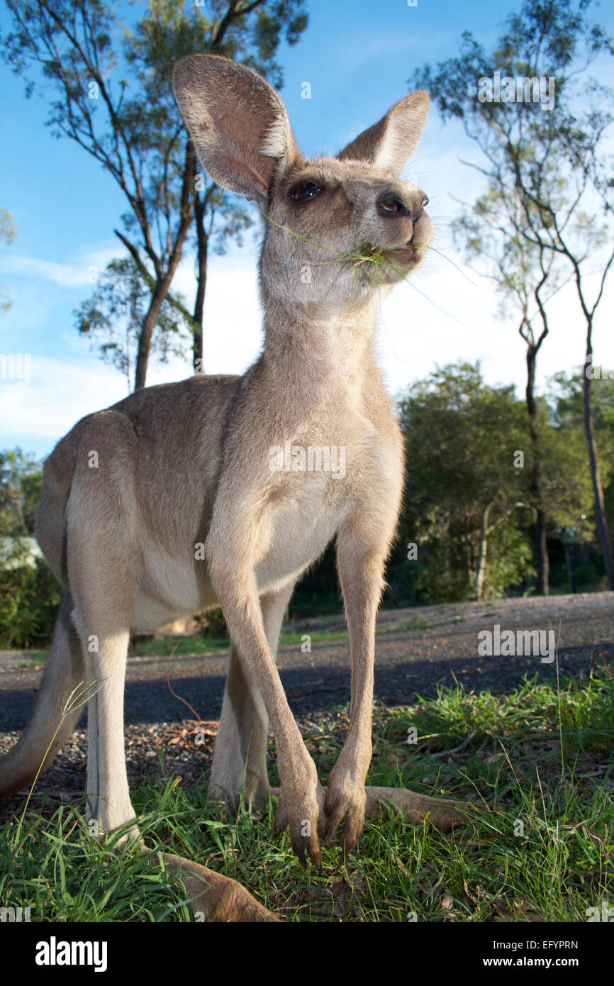 Wild Eastern Grey Kangaroo. Australia Stock Photo - Alamy