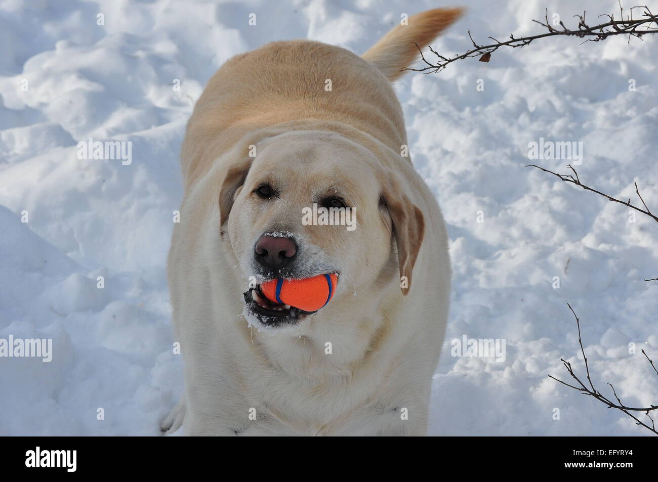 Retriever with toy hi-res stock photography and images - Alamy