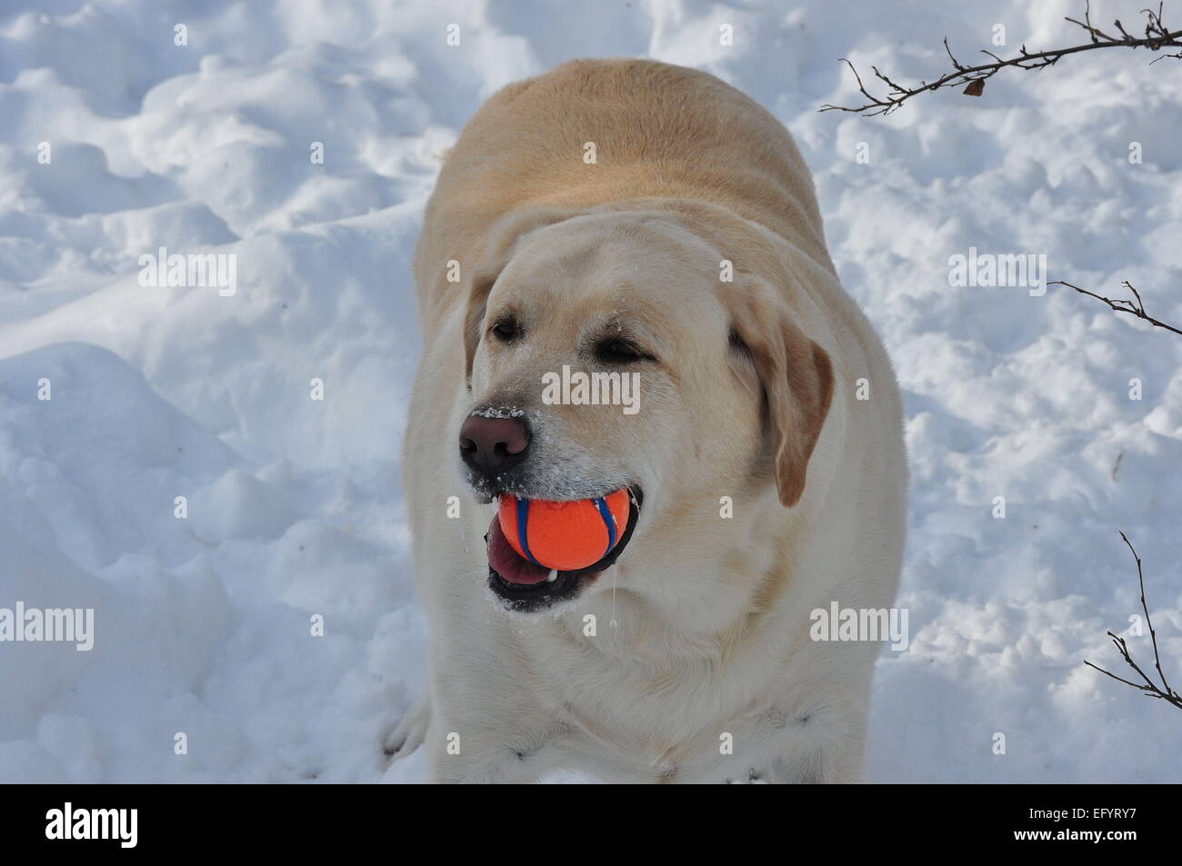 Labrador Retriever With Toy Ball Stock Photo - Alamy