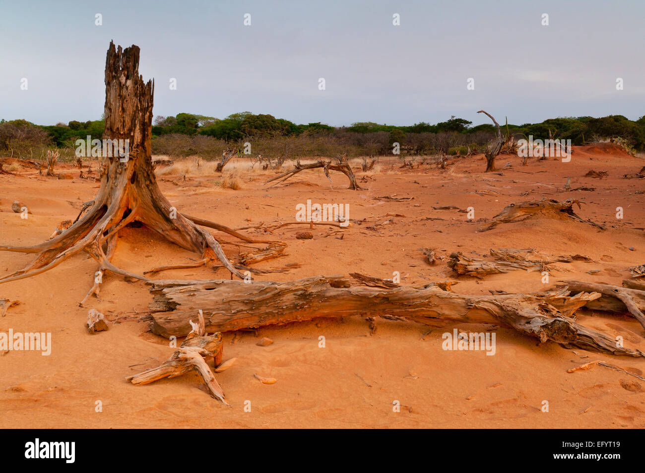 Panama landscape with dry wood in the desert of Sarigua national park ...