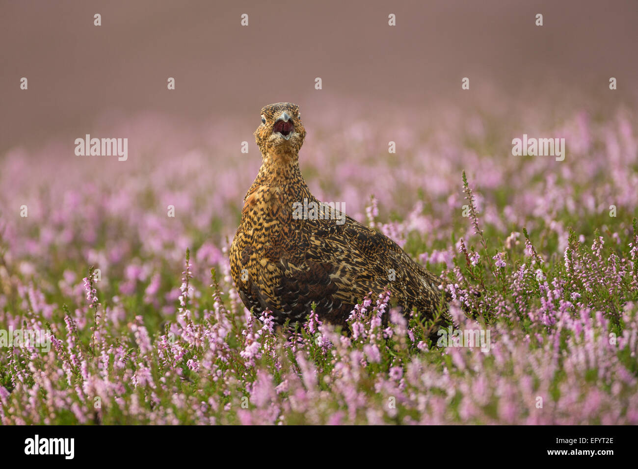 Hen Red Grouse Calling in Flowering Purple / Pink Heather Moorland ...