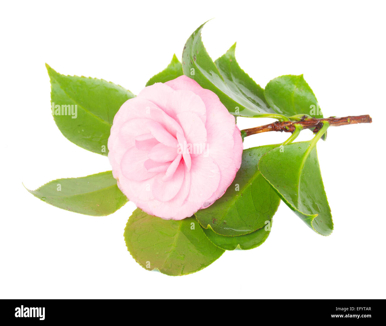 Azalea leaves Cut Out Stock Images & Pictures - Alamy