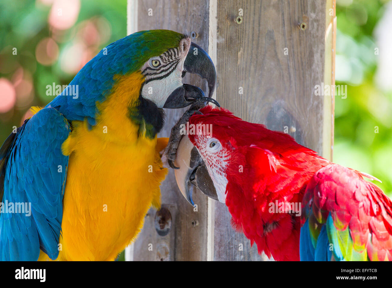 Couple of Blue & Yellow Macaw and Scarlet Macaw together grooming each ...