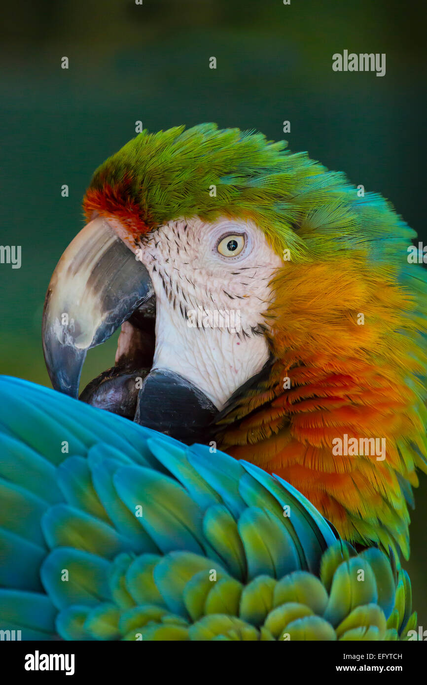 Closeup of single Macaw Stock Photo - Alamy