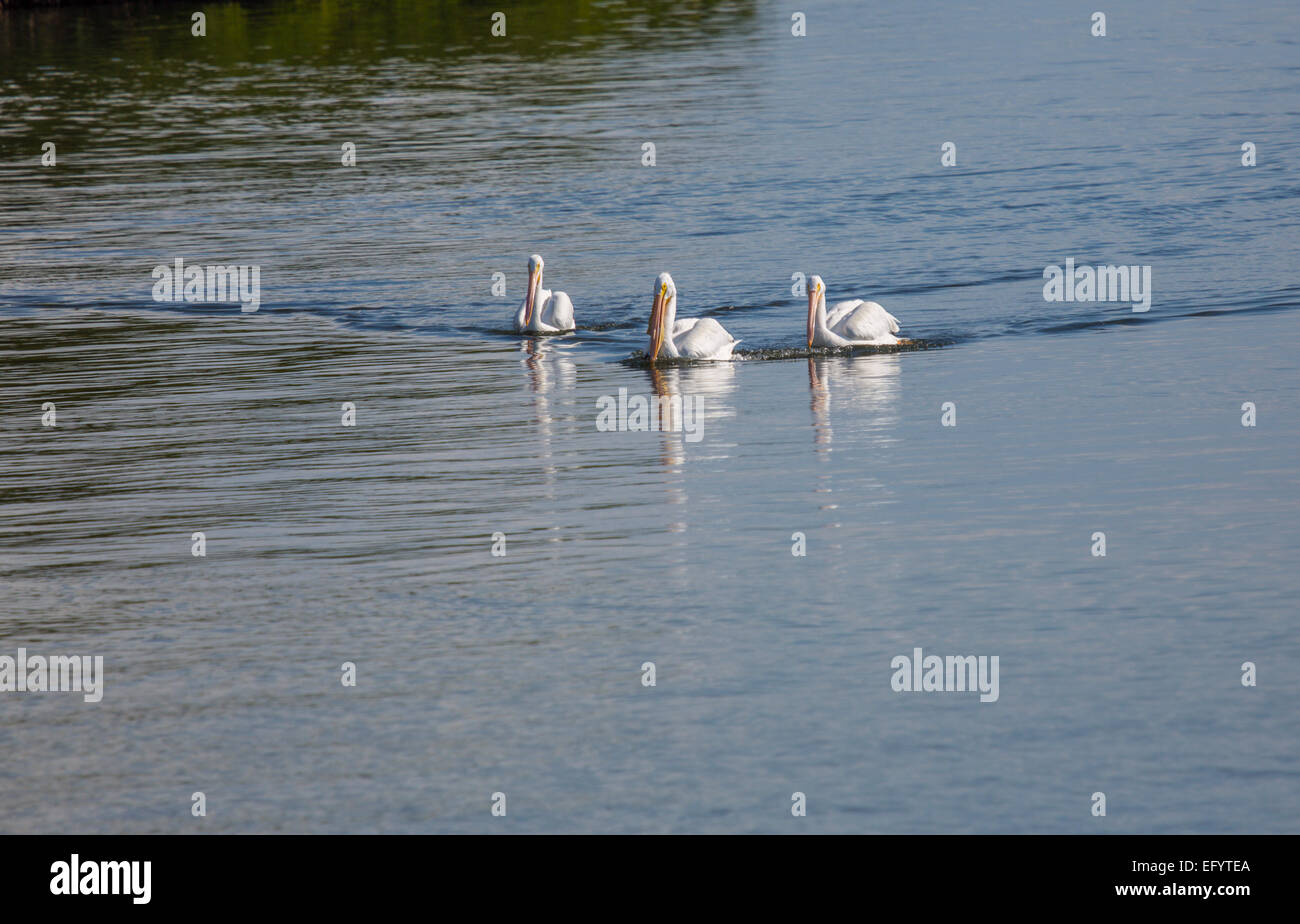 3 three pelicans hi-res stock photography and images - Alamy