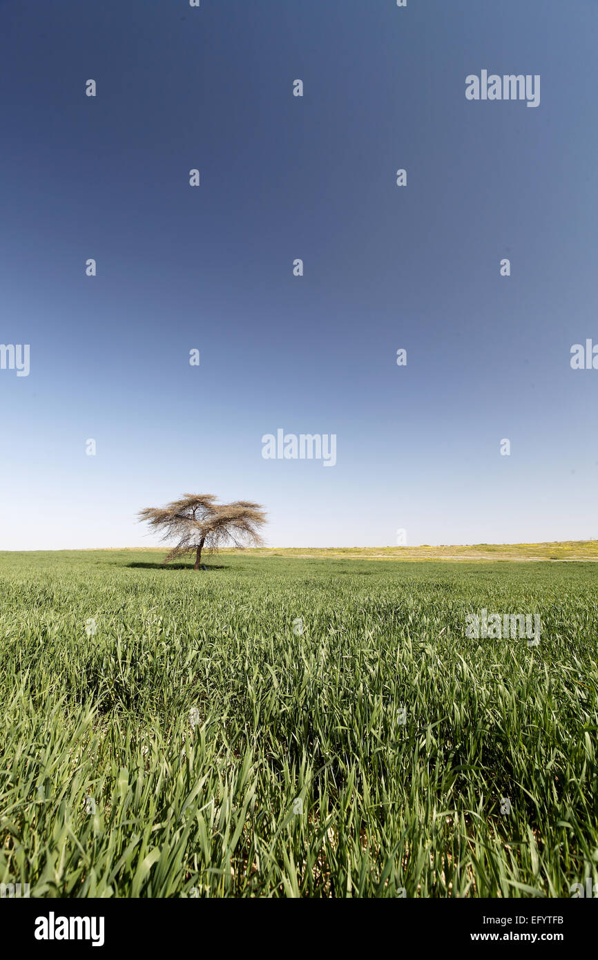 one tree standing alone in a field Stock Photo - Alamy