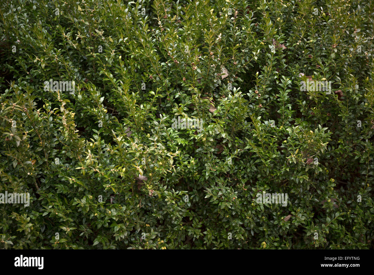 Deep green boxwood background Stock Photo - Alamy