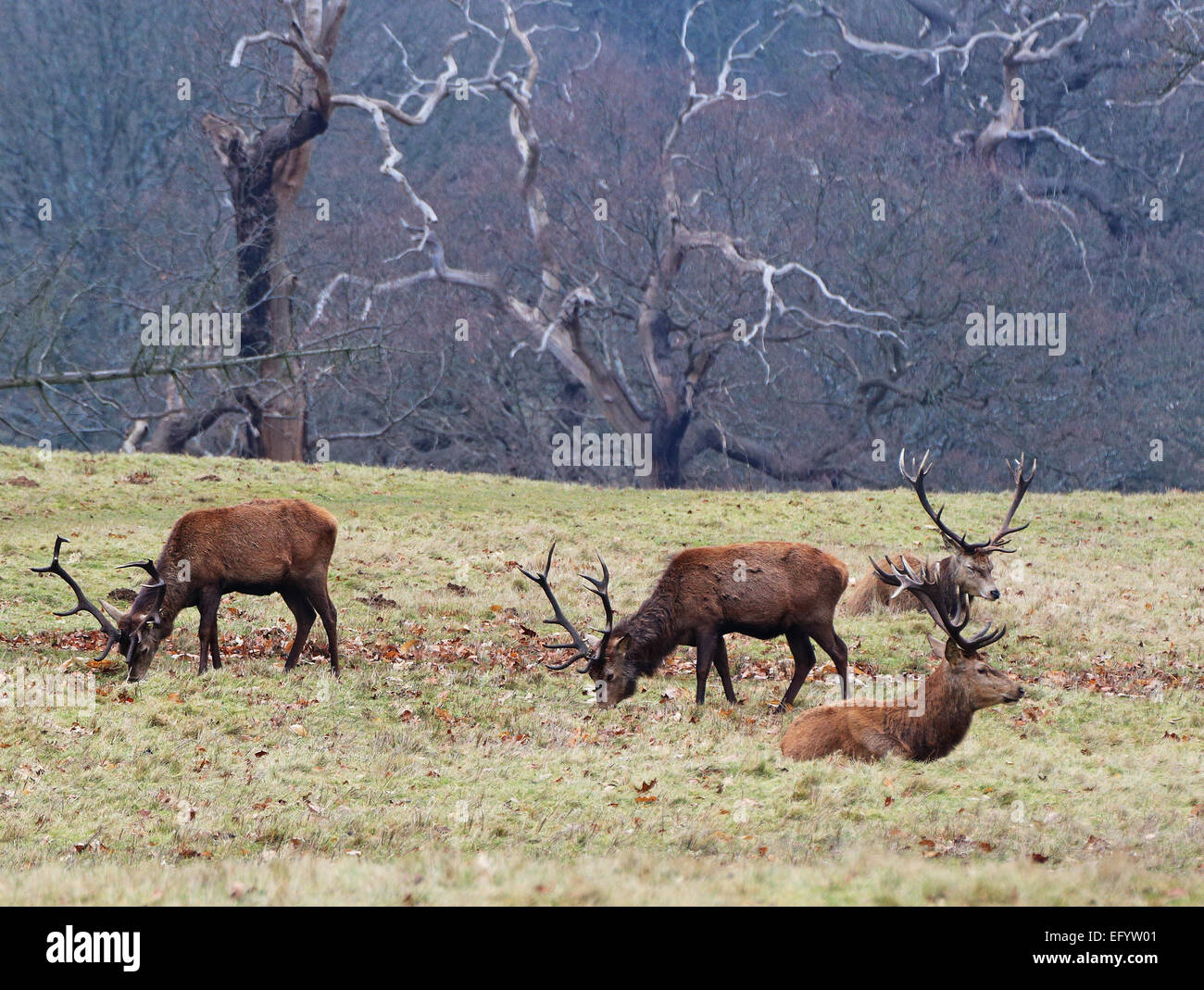 Group of Red Stag Deer (Cervus Elaphus) in an English Park Stock Photo ...