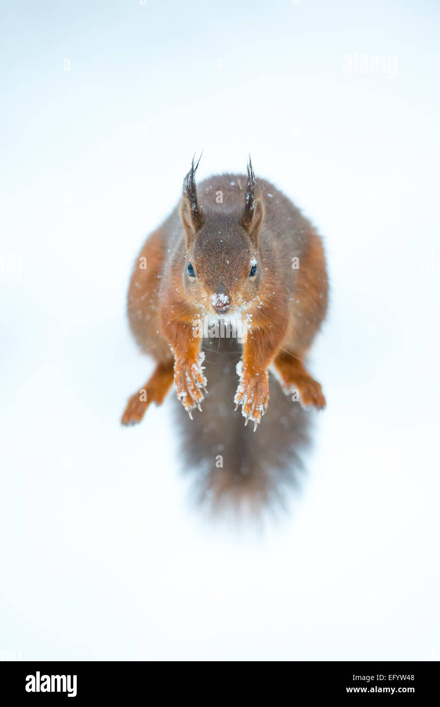 Red squirrel drey hi-res stock photography and images - Alamy