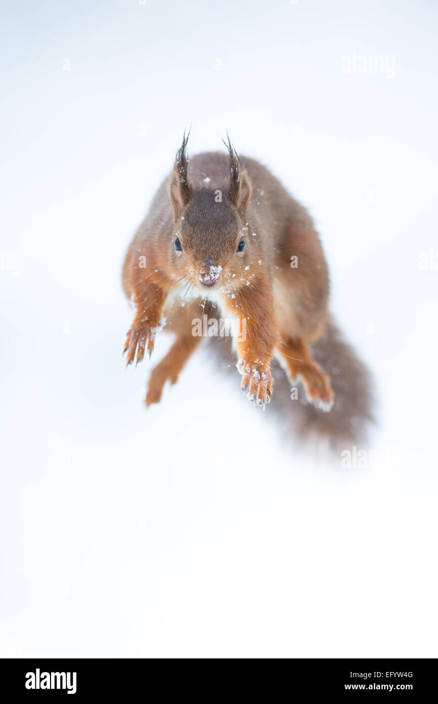 Red Squirrel leaping forward in snowy conditions, Yorkshire Dales, UK ...