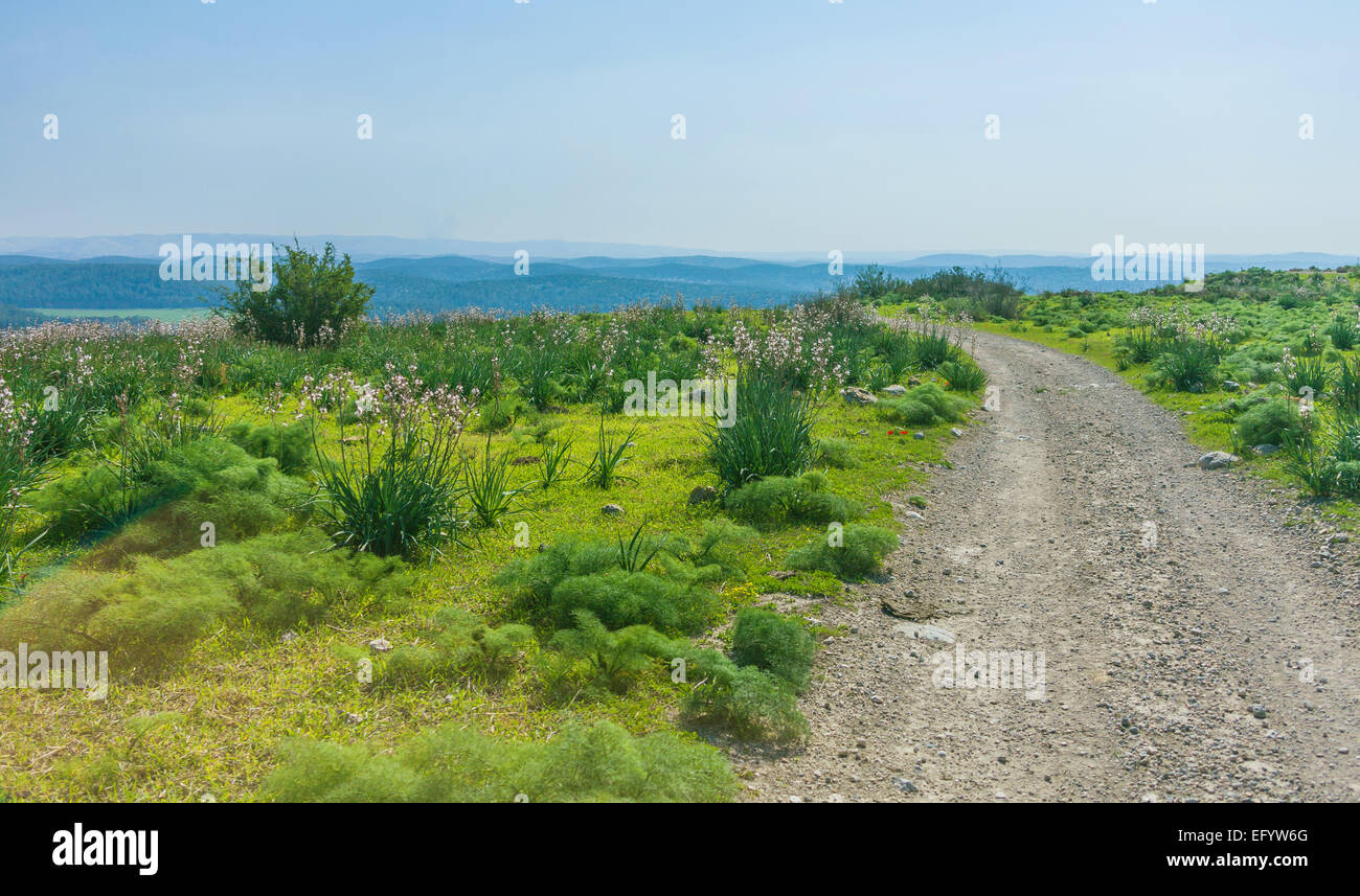 road into the distance on the field in summer Stock Photo - Alamy