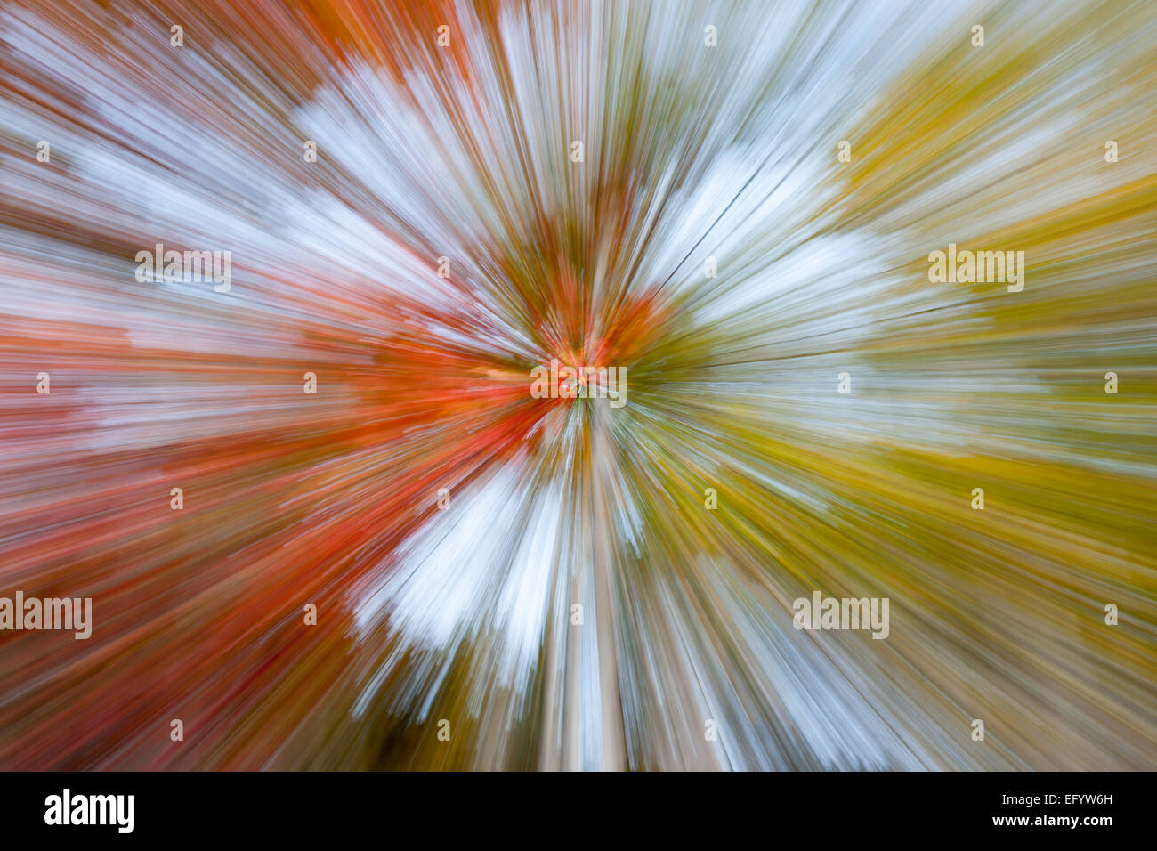 Nature abstract, forest colors motion zoom diminishing perspective ...