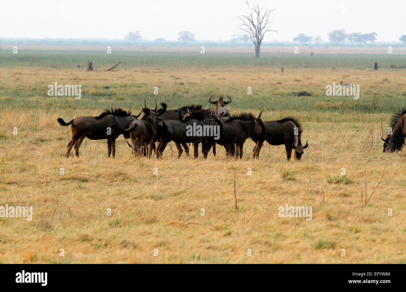 African Plains Game, herd of wildebeest grazing together in Khwai ...